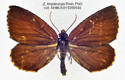 Papua Insects Foundation (Lepidoptera/Callidulidae/Agonis dymus)